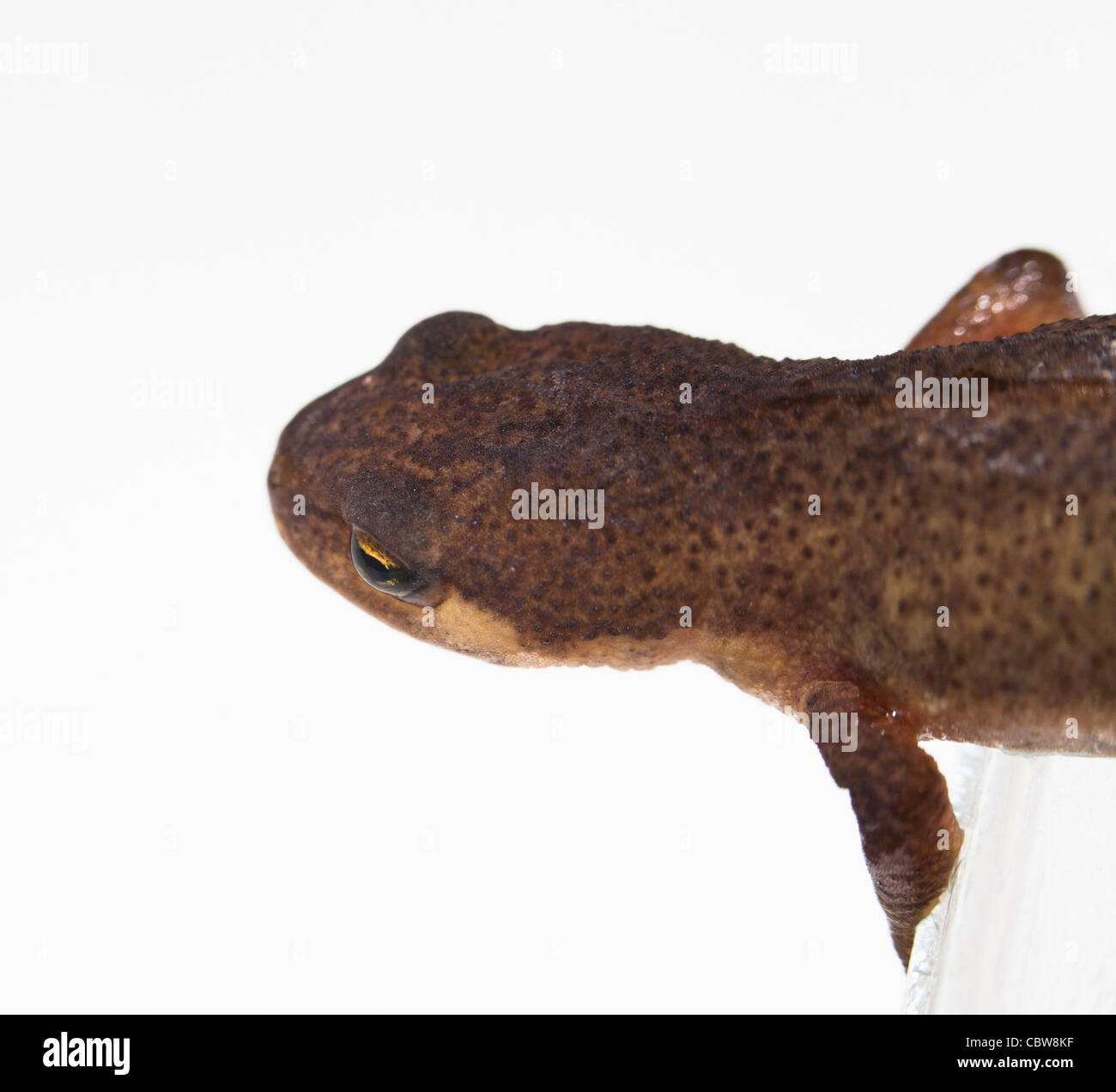 Palmate Newt Uk High Resolution Stock Photography and Images - Alamy