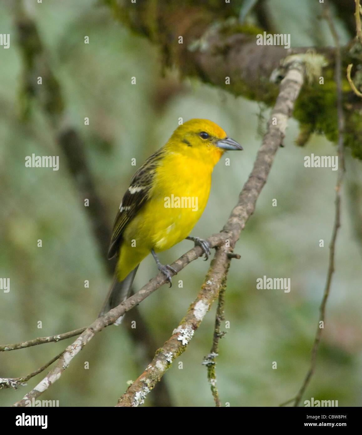 White-winged Tanager Piranga leucoptera Costa Rica Stock Photo - Alamy