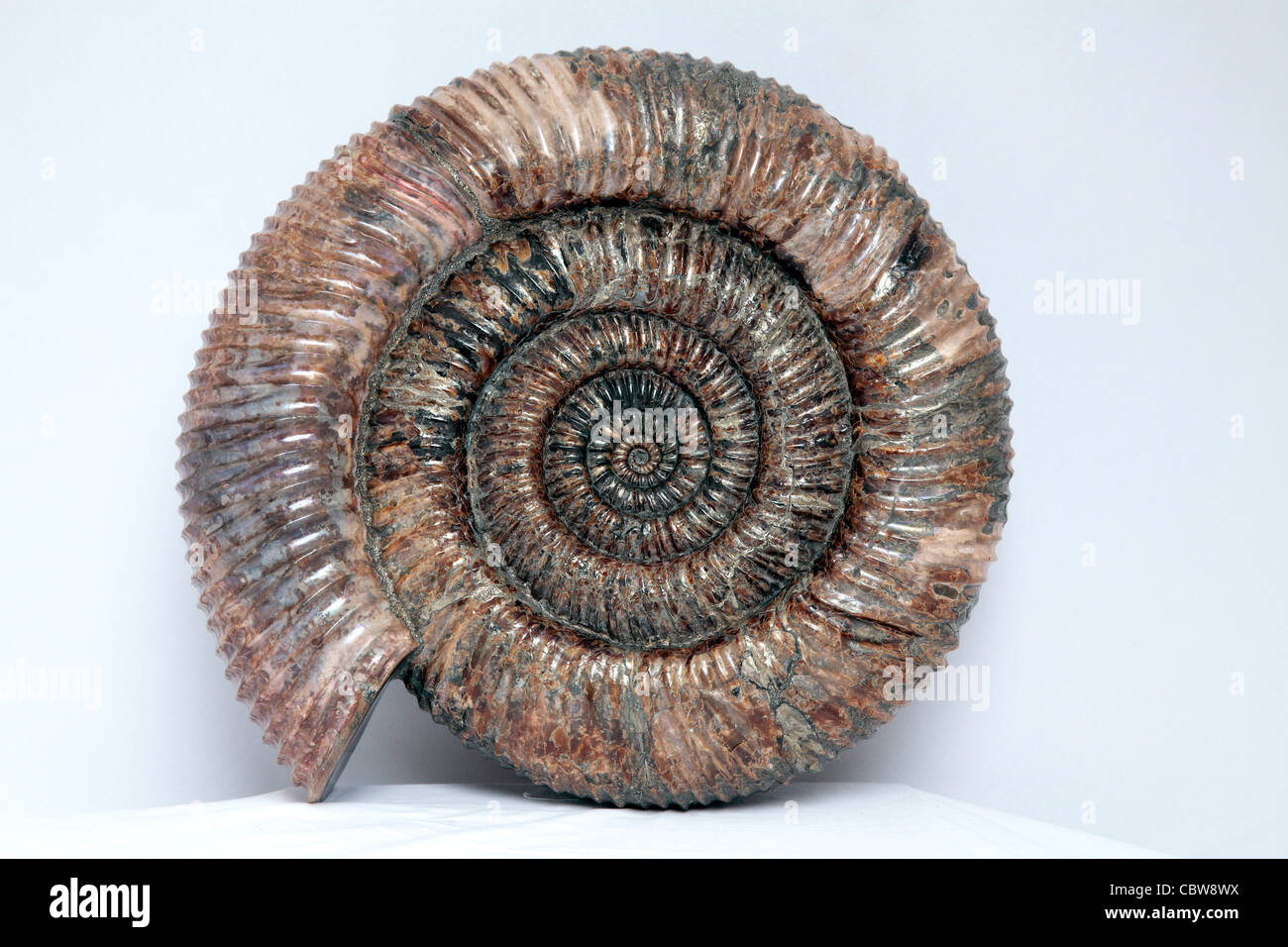 Spiral Shell Fossils