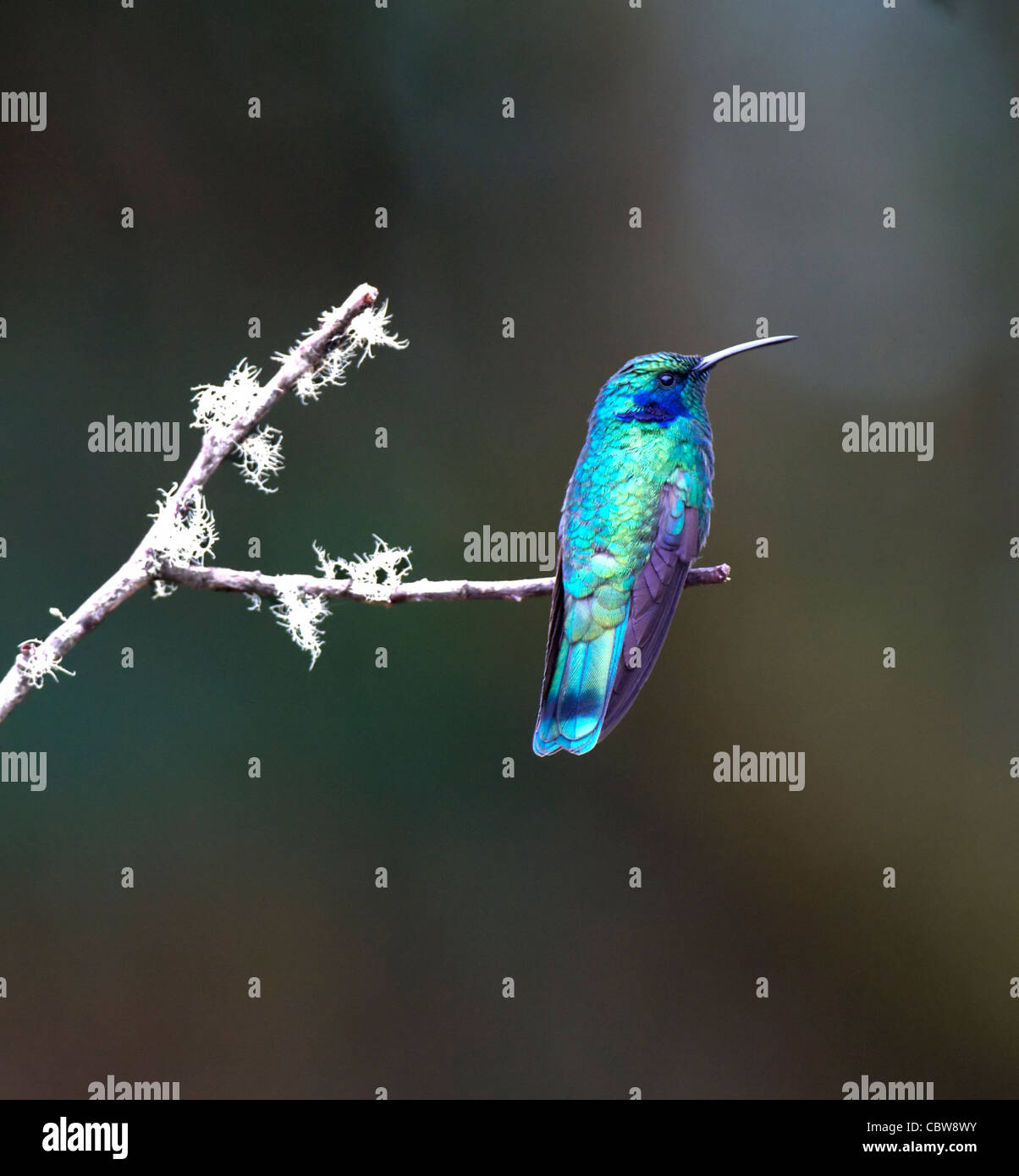 Colibrí vertical hi-res stock photography and images - Alamy