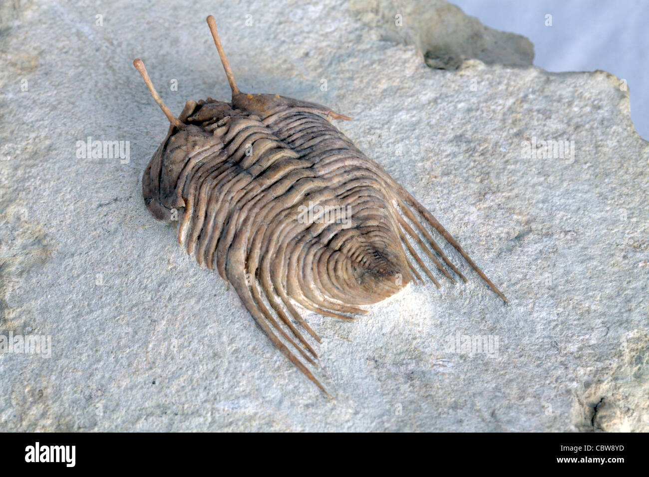 Trilobite fossil, Cybele panderi, 450 million years Stock Photo - Alamy