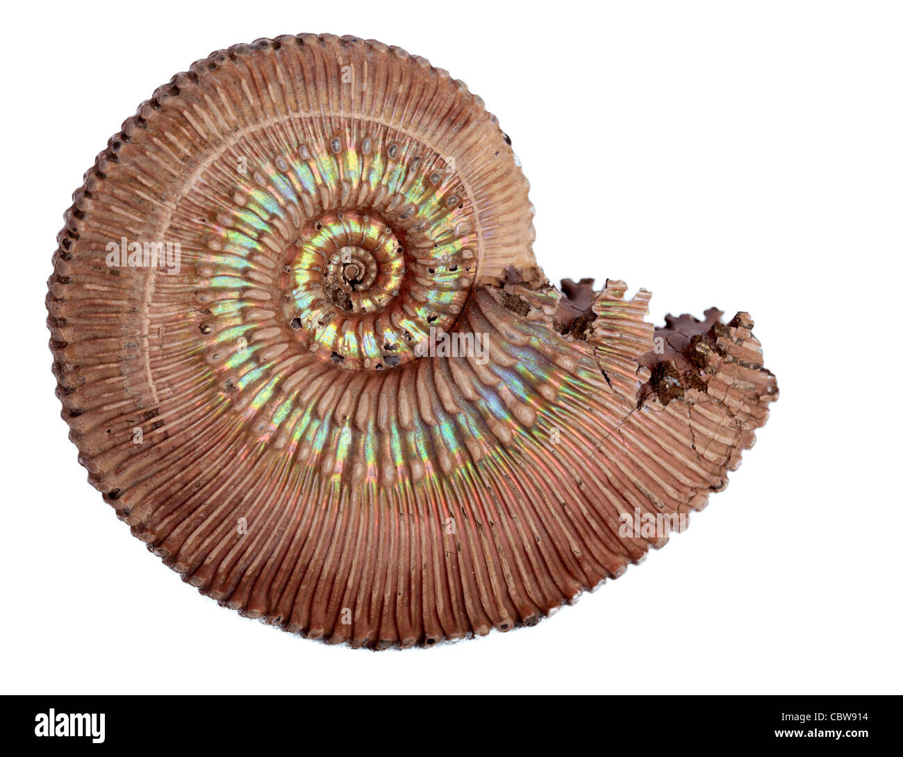 Cephalopoda fossil hi-res stock photography and images - Alamy