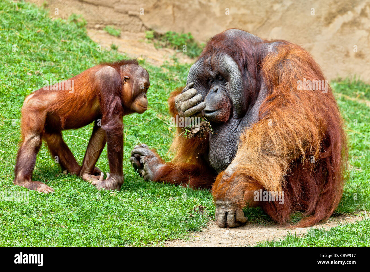 Zoological specimen hi-res stock photography and images - Alamy