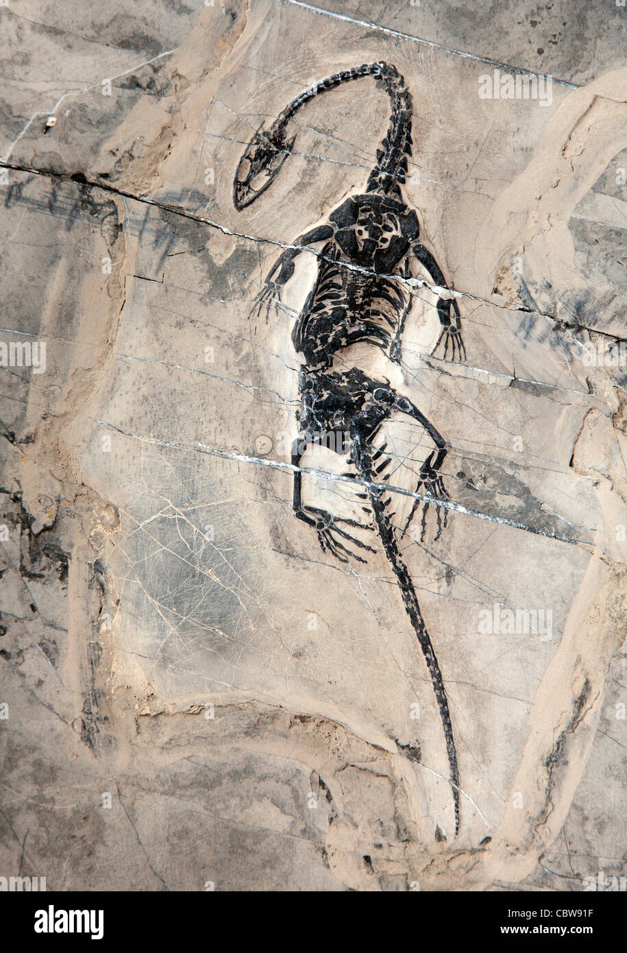 Dinosaur skeleton (Keichousaurus hui), 220 million years Stock Photo ...