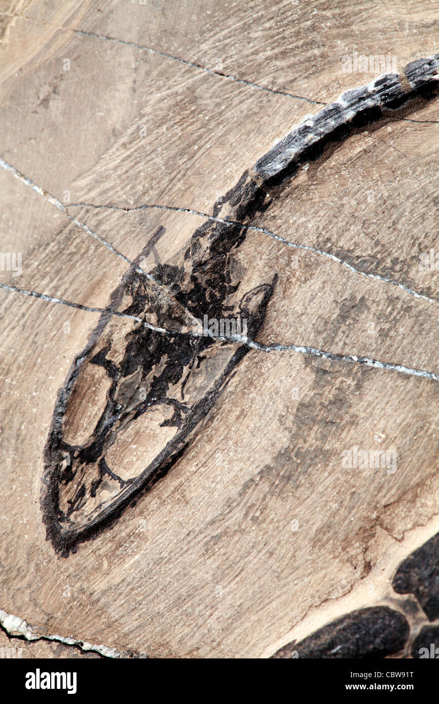 Dinosaur skeleton (Keichousaurus hui), 220 million years Stock Photo ...