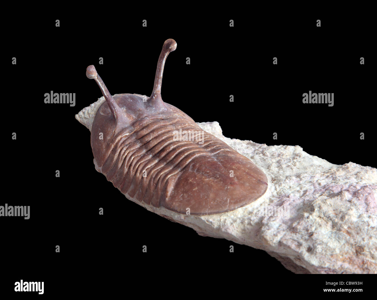 Trilobite fossil asaphus kowalewskii hi-res stock photography and ...