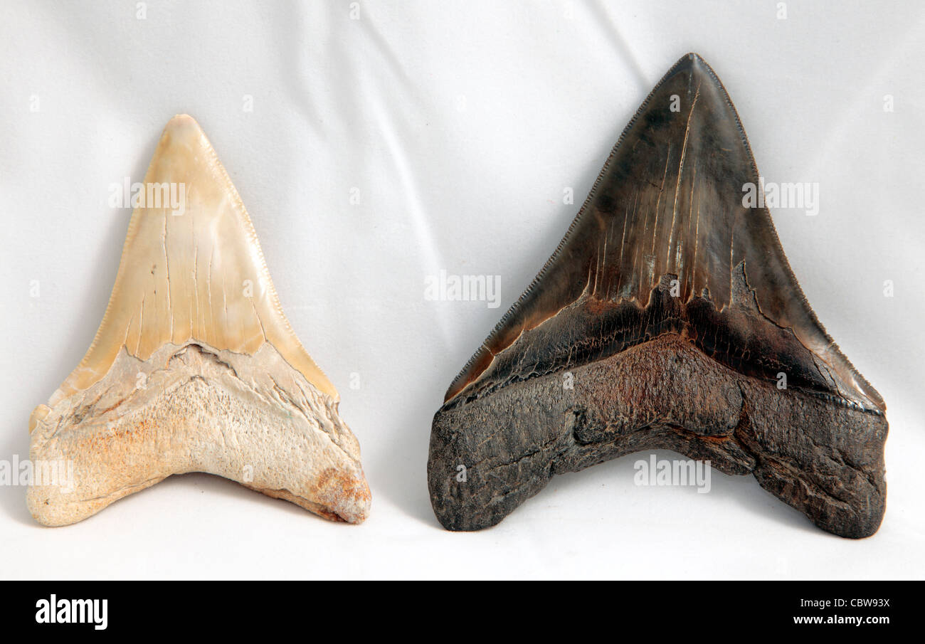Megalodon shark hi-res stock photography and images - Alamy