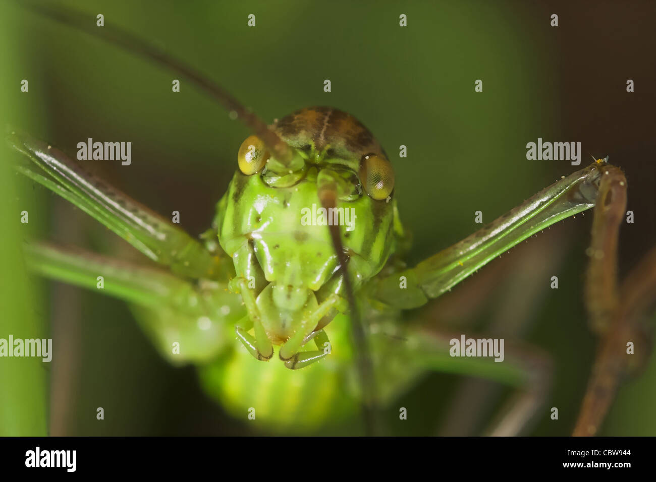 This grasshopper hi-res stock photography and images - Alamy