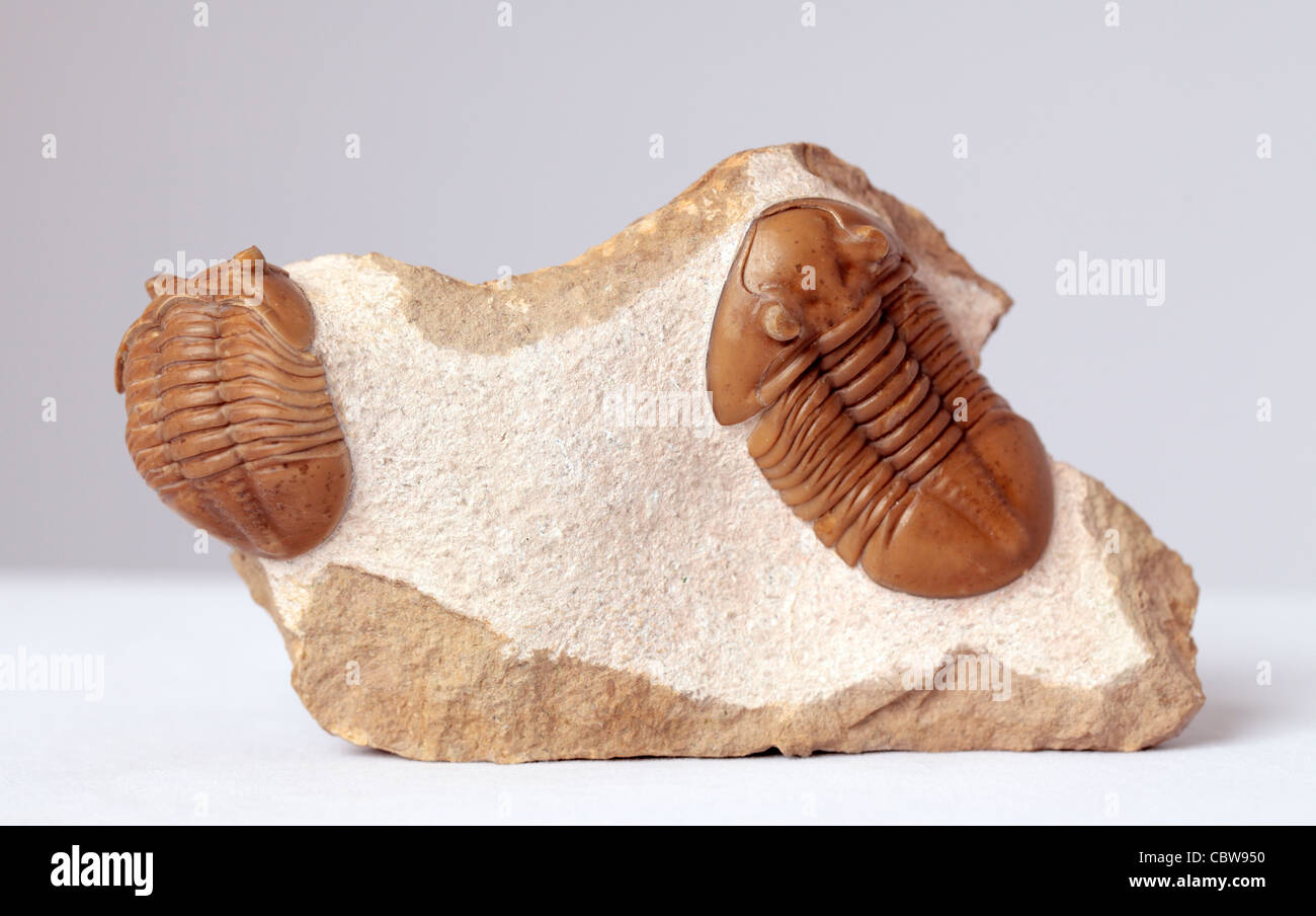 Trilobite fossil, Asaphus lepidurus, 450 million years Stock Photo - Alamy
