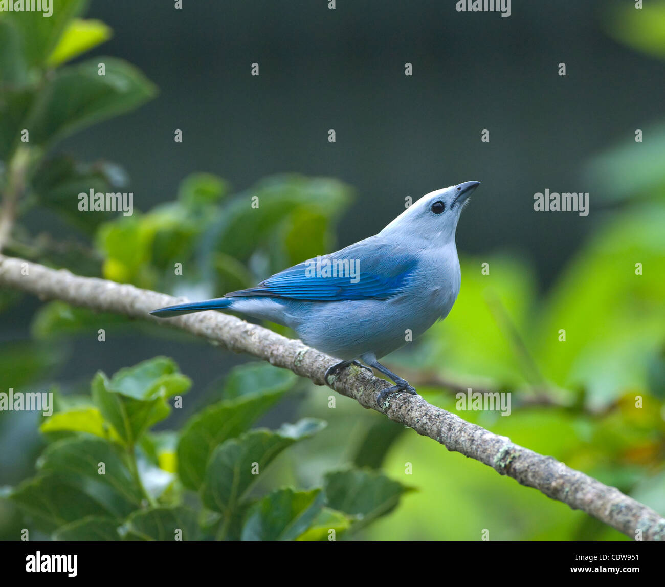 Blue grey tanager costa rica hi-res stock photography and images - Alamy