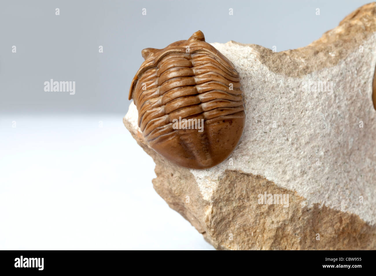 Trilobite fossil, Asaphus lepidurus, 450 million years Stock Photo - Alamy
