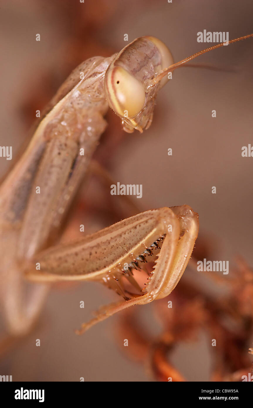Antenna eyes hi-res stock photography and images - Alamy