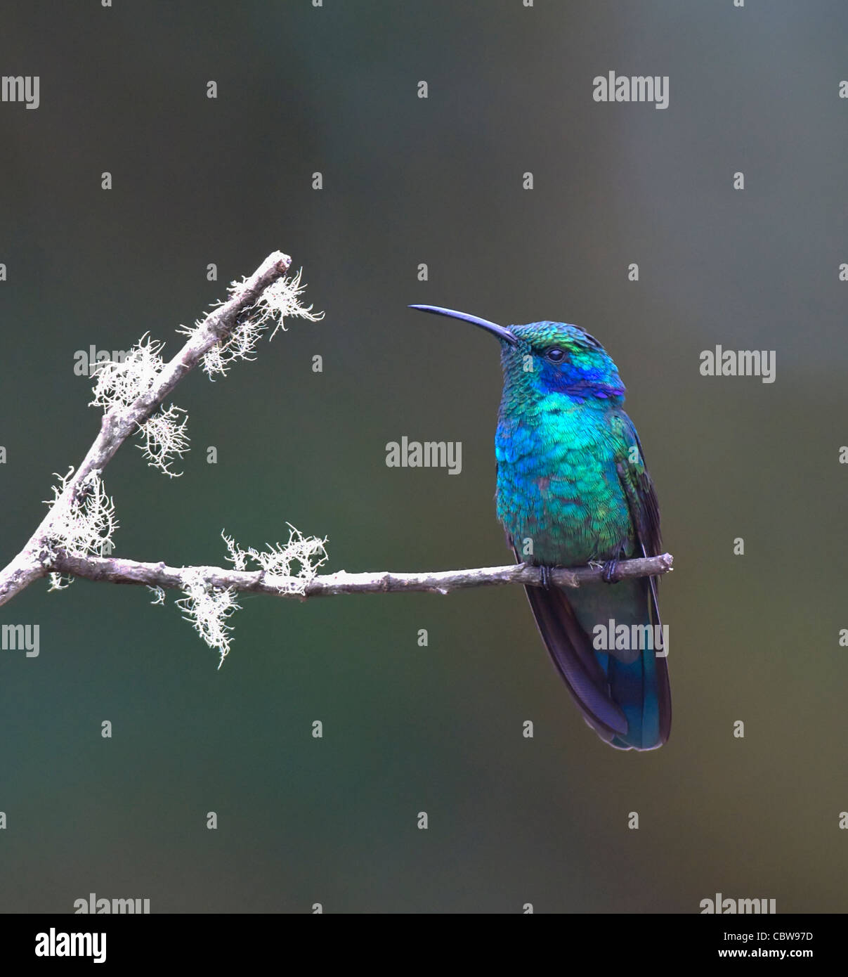 Green Violet-ear (Colibri thalassinus), Costa Rica Stock Photo - Alamy