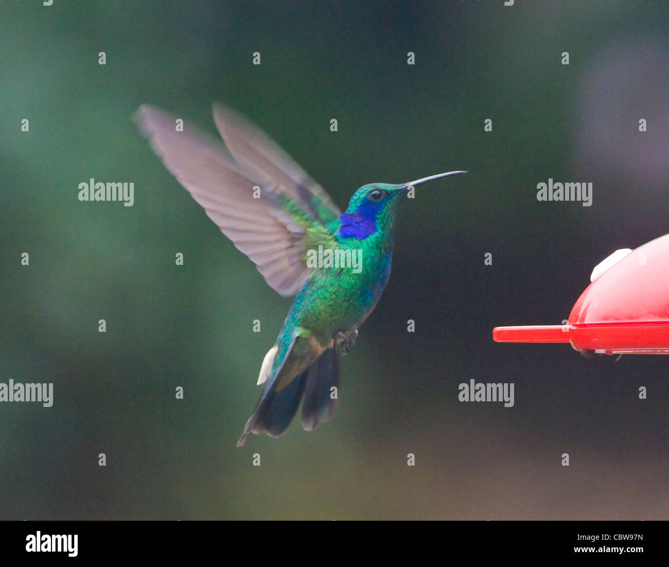 Fauna de costa rica hi-res stock photography and images - Alamy