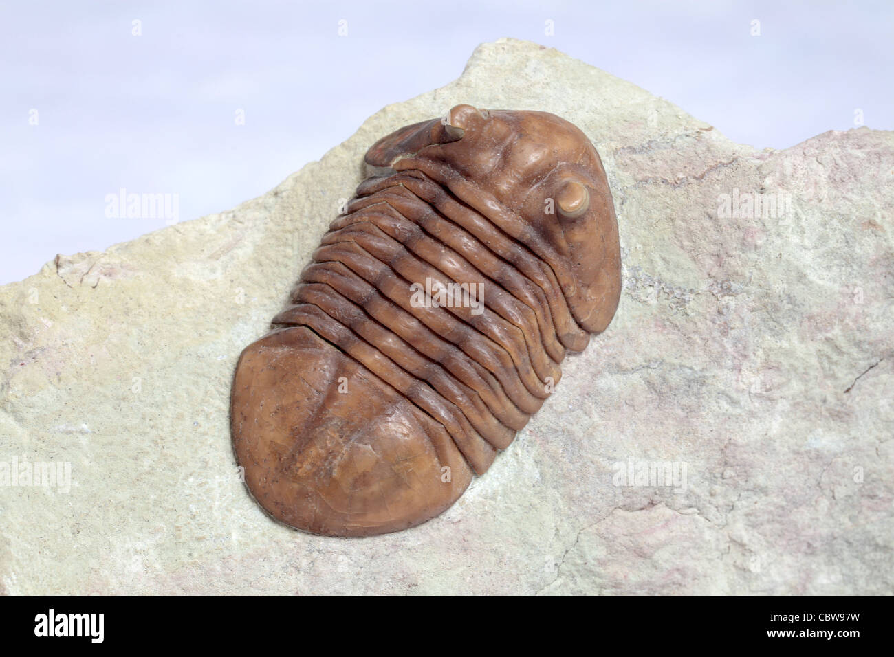 Asaphus Stock Photos & Asaphus Stock Images - Alamy