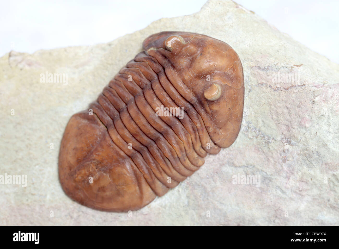 Asaphus hi-res stock photography and images - Alamy