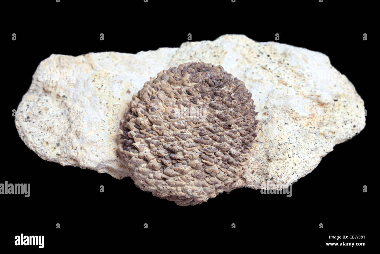 Araucaria Mirabilis cone fossil, 190 million years Stock Photo - Alamy