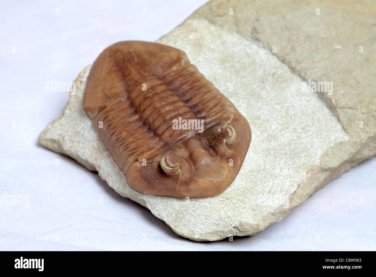Trilobite fossil, Asaphus sp., 450 million years Stock Photo - Alamy