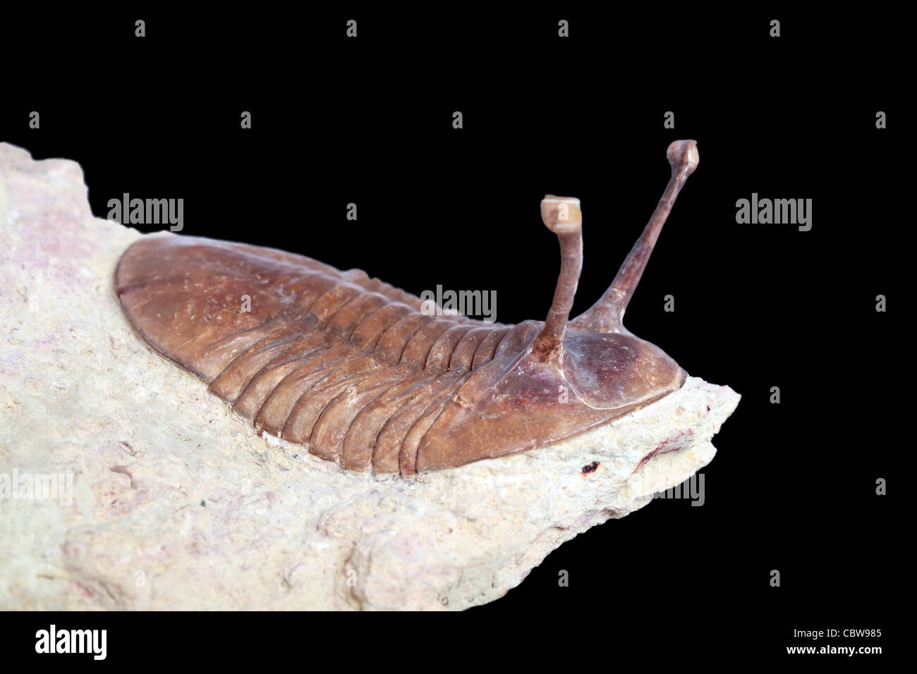 Trilobite fossil, Asaphus kowalewskii, 490 million years Stock Photo ...