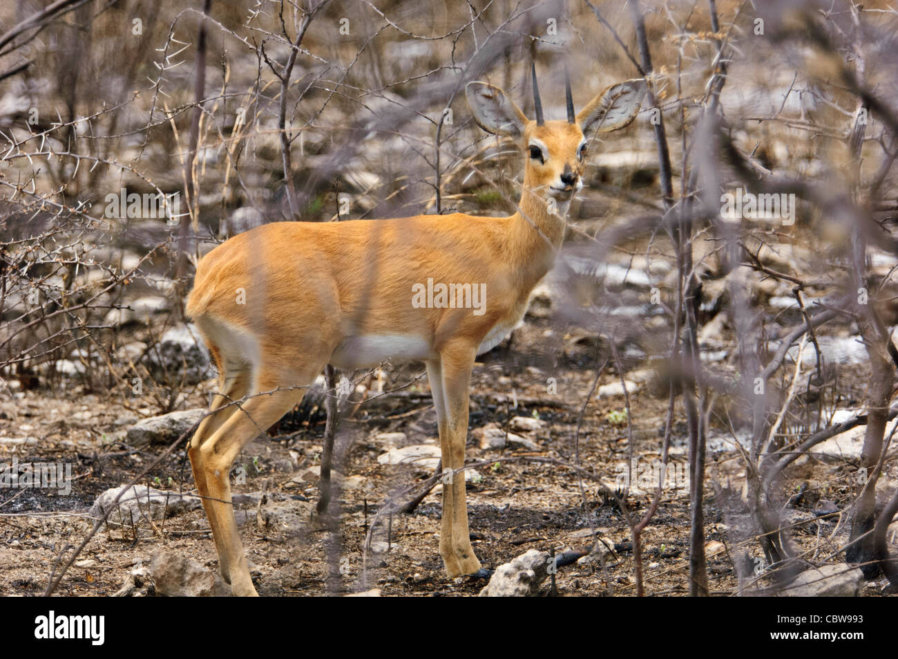 Steenbok (Raphicerus cempestris) in Etosha National Park, Namibia Stock ...