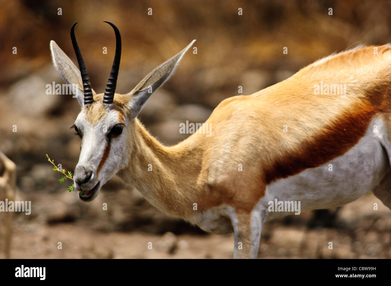 Female springbok (Antidorcas marsupialis) in Etosha National Park ...