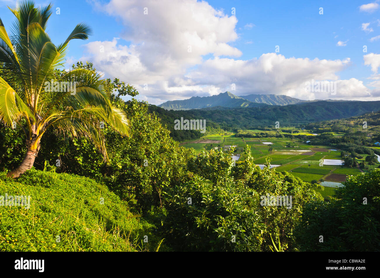 Hanalei Taro field Stock Photo - Alamy