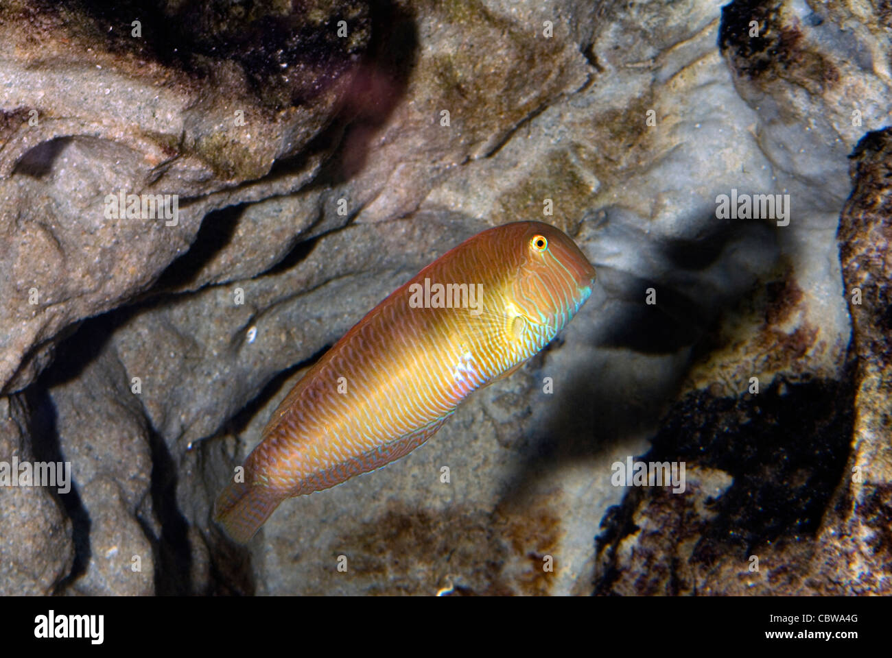 Labridae mediterranean hi-res stock photography and images - Alamy