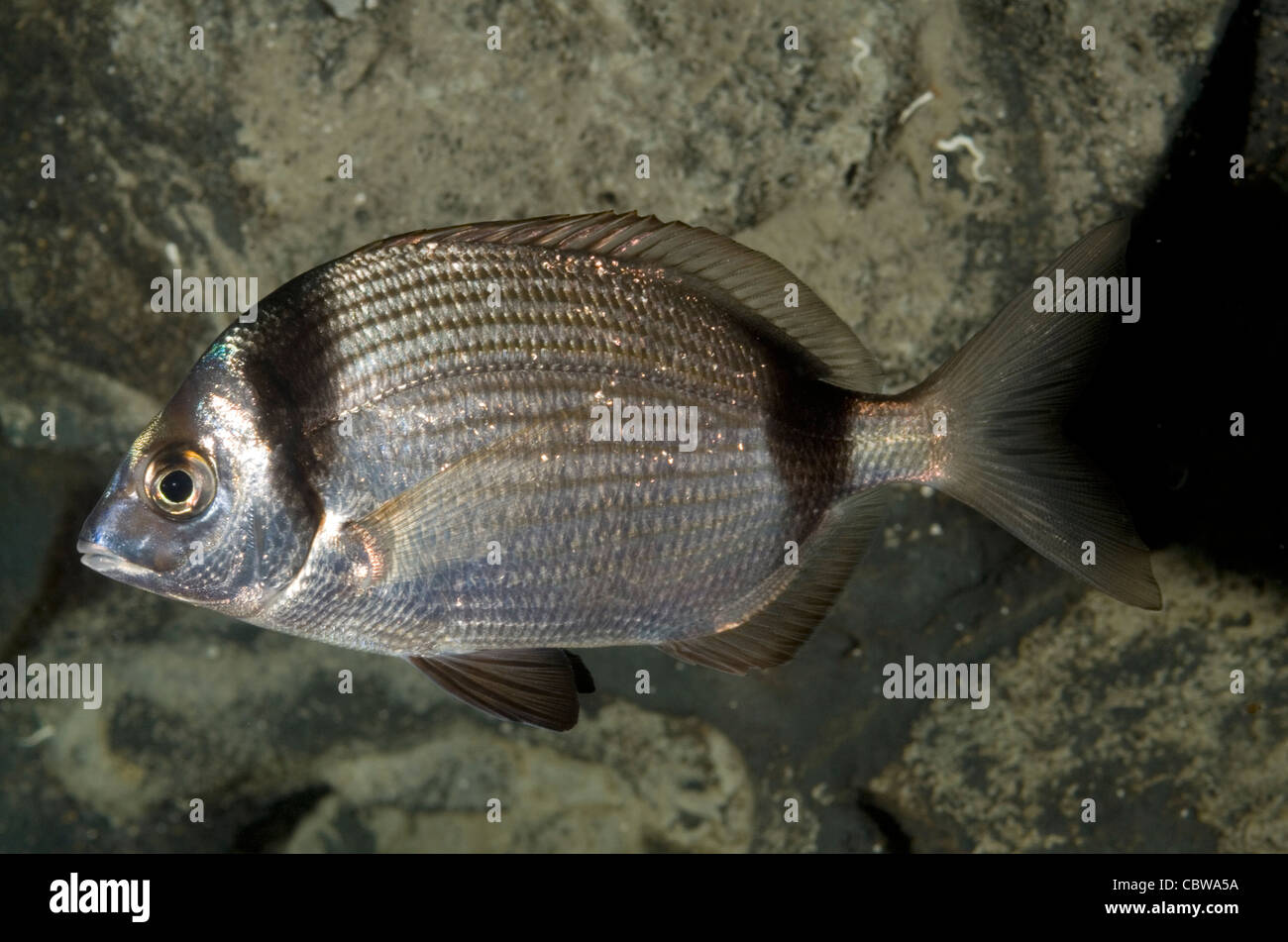 Two-banded sea bream Diplodus vulgaris, Sparidae, Mediterranean Sea ...