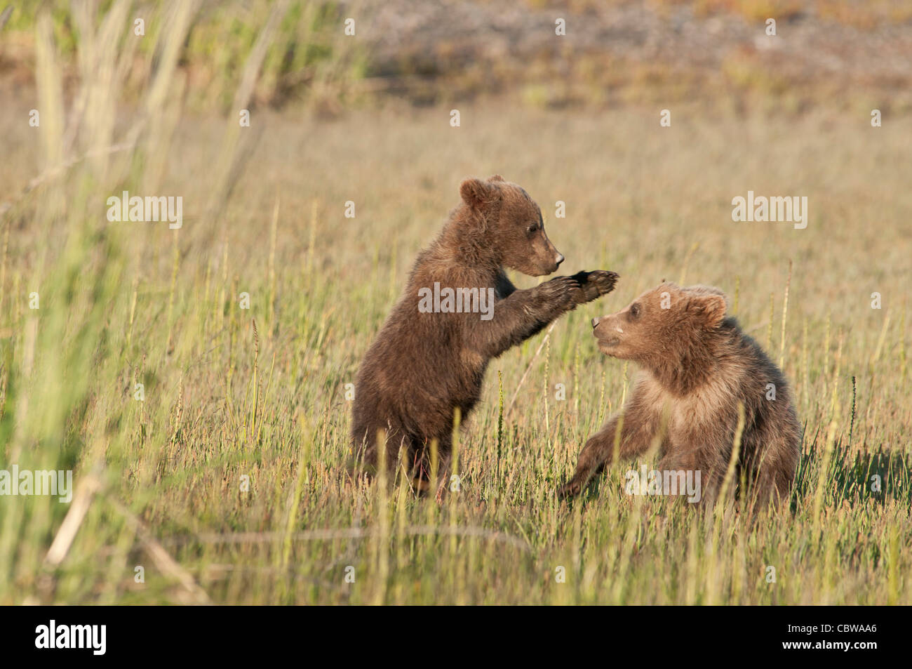 Fight the bear hi-res stock photography and images - Alamy