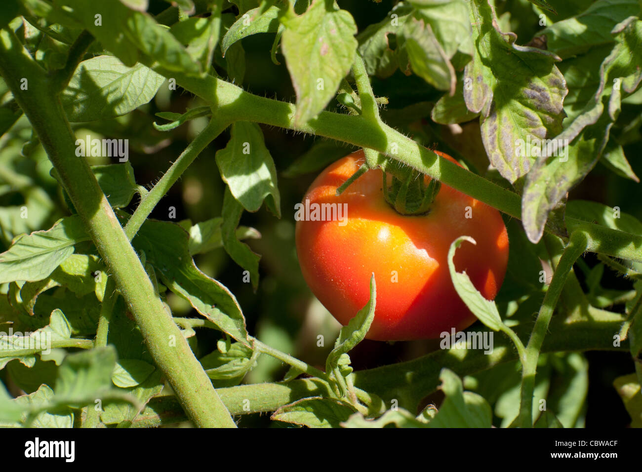 tomato on the vine Stock Photo - Alamy