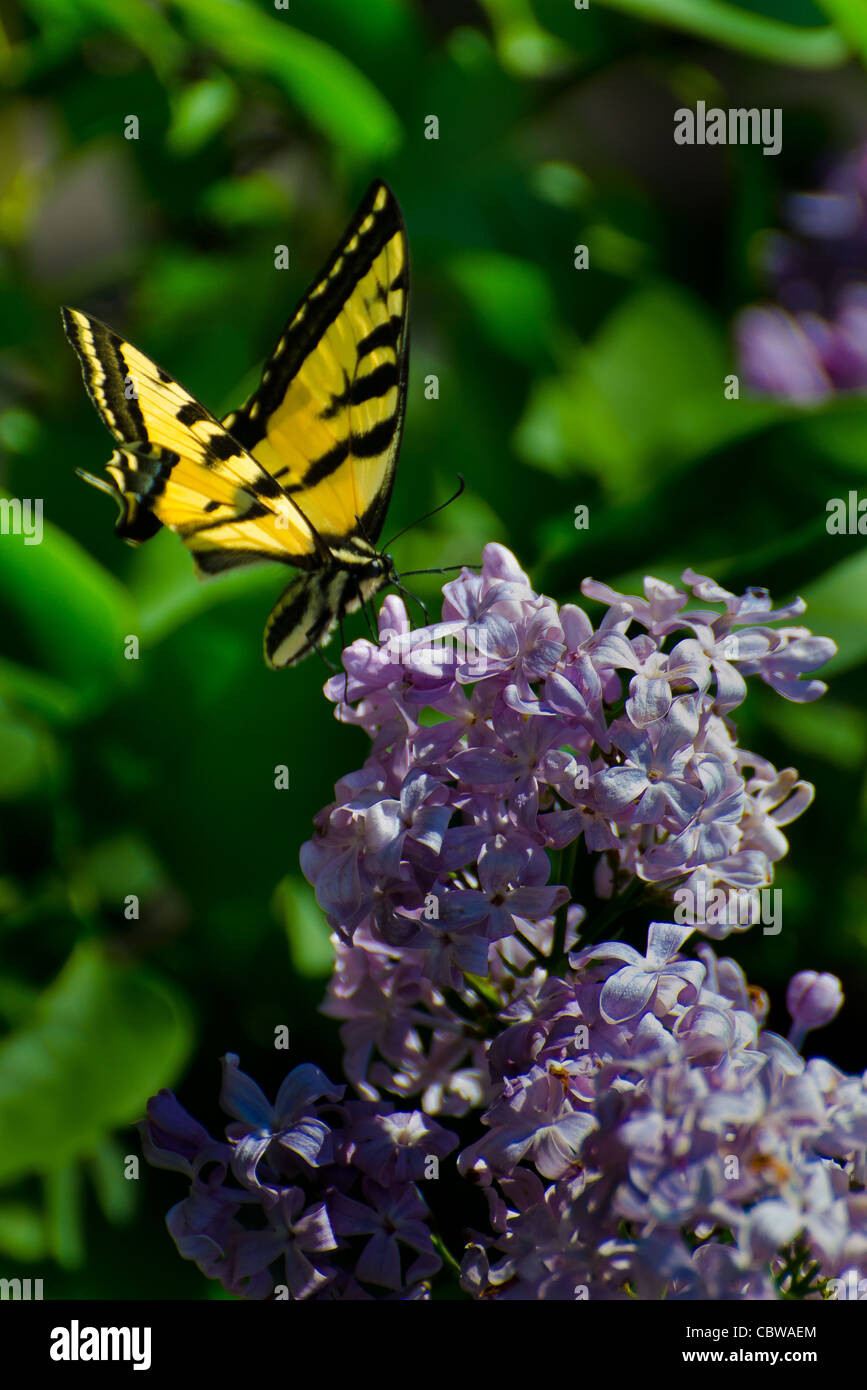 Western swallowtail Papilio rutulus on a butterfly bush Stock Photo - Alamy