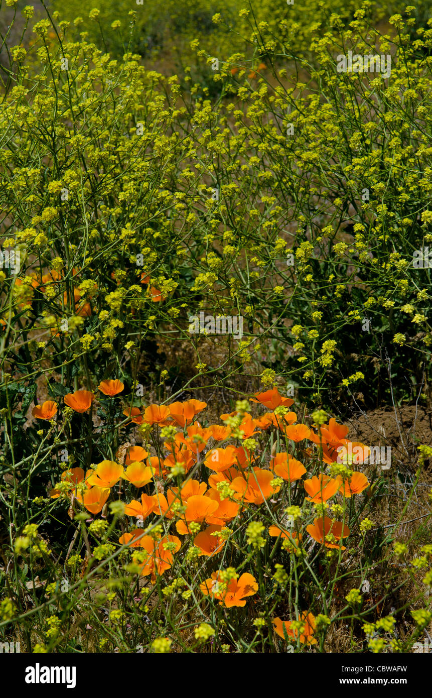 California mustard hi-res stock photography and images - Alamy