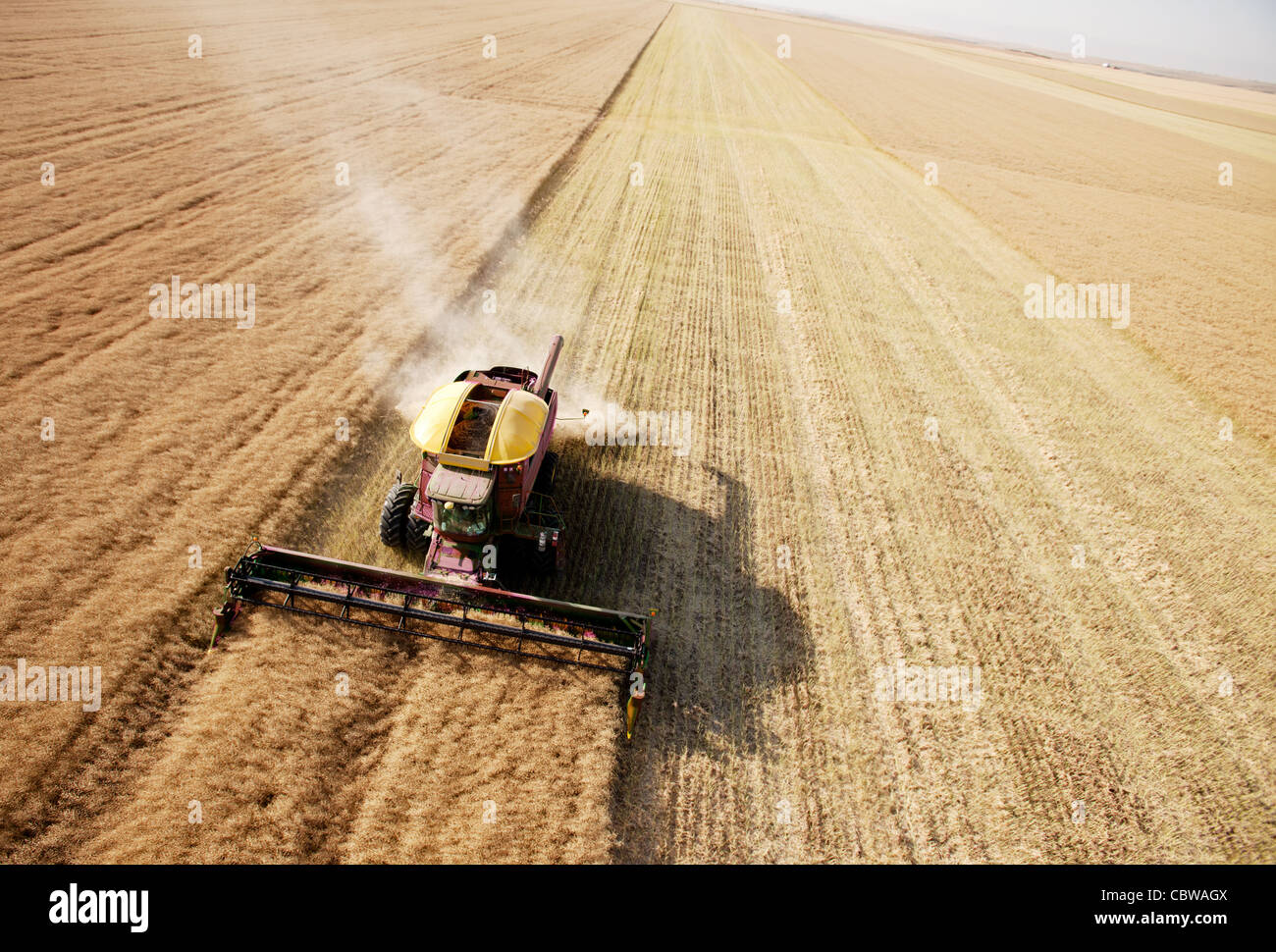Combine harvesting canola on a praire landscape Stock Photo - Alamy