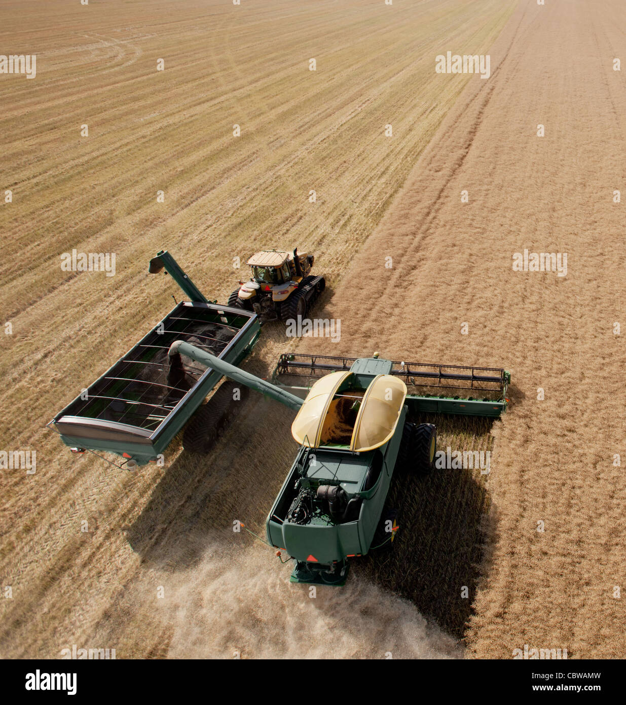 Combine harvesting a canola field on the prairie Stock Photo - Alamy