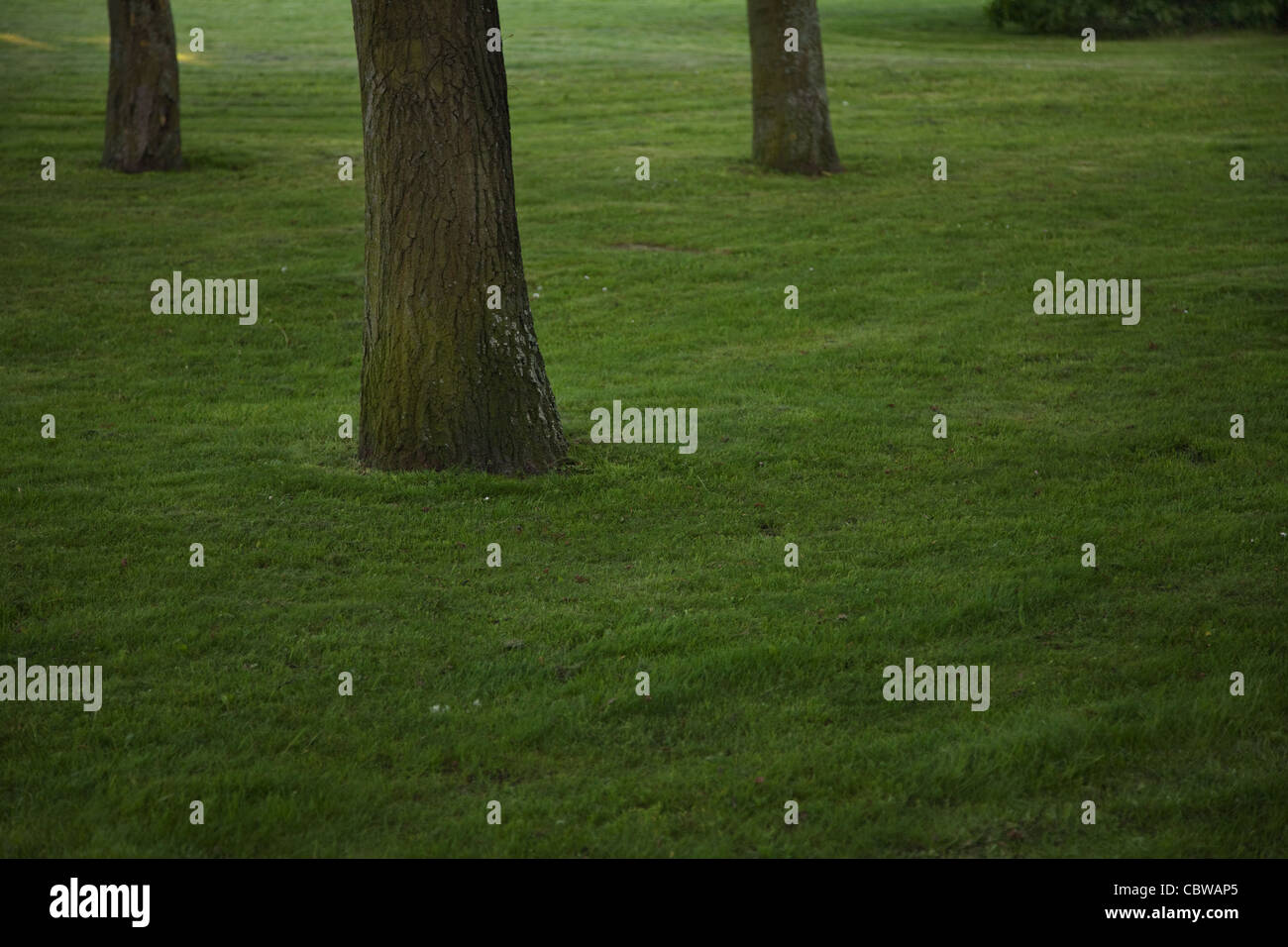 morning view in garden park, lawn and tree Stock Photo - Alamy