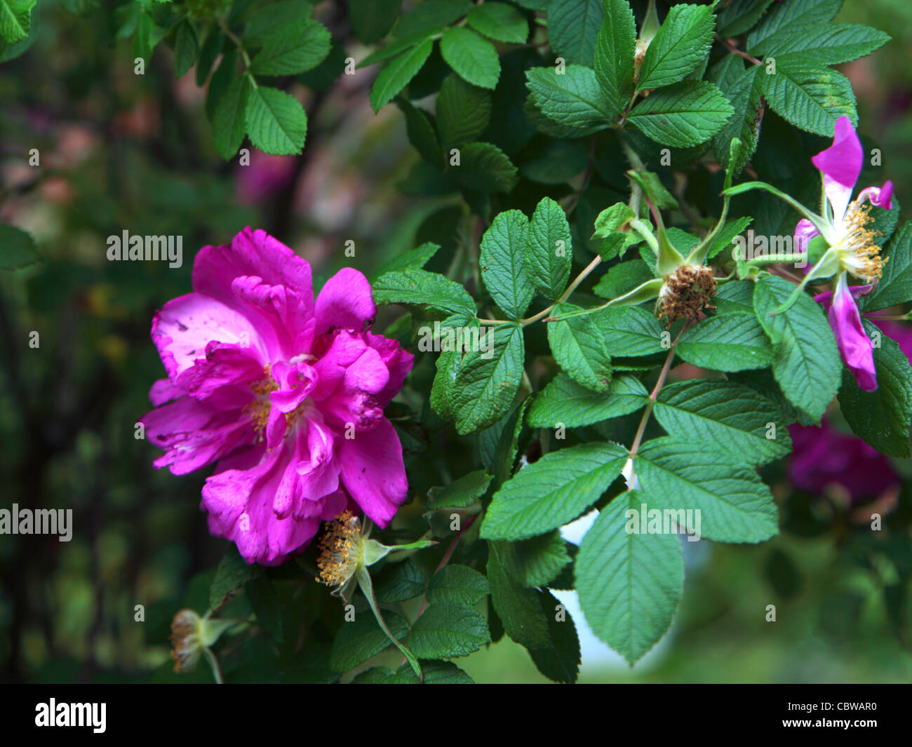 Violet wild rose on green background Stock Photo - Alamy