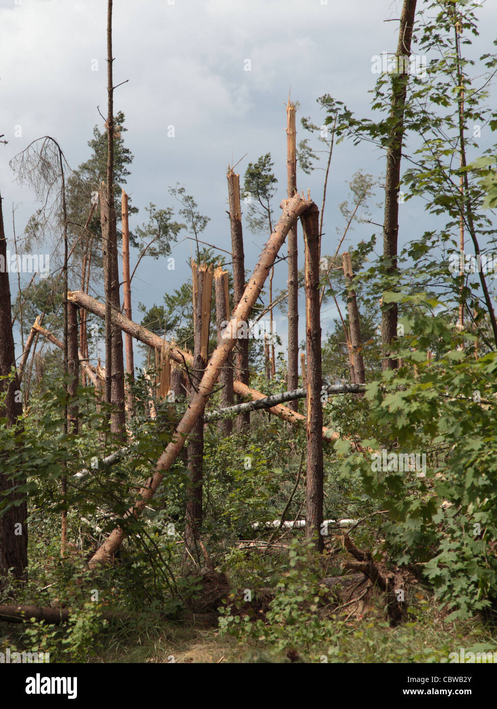 Fallen trees in a green forest Stock Photo - Alamy