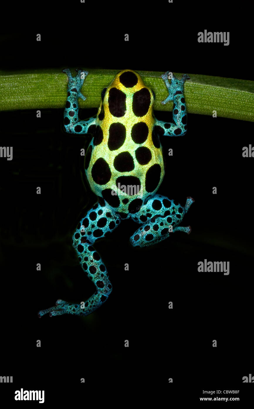 Variable dart frog (Dendrobates variabilis) (Zimmermann's Poison Frog ...