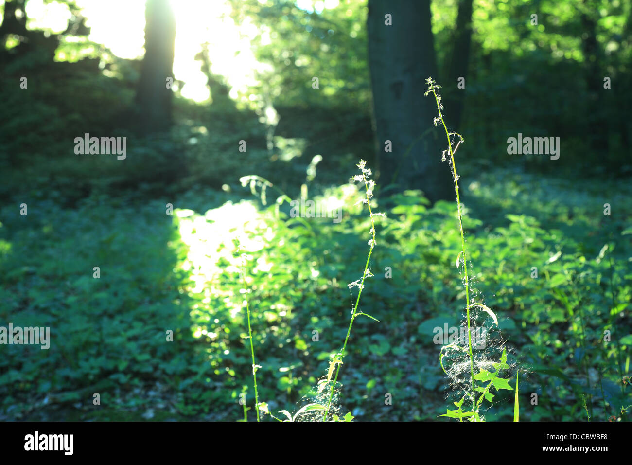 Bright light falling into the dark forest - nature Stock Photo - Alamy