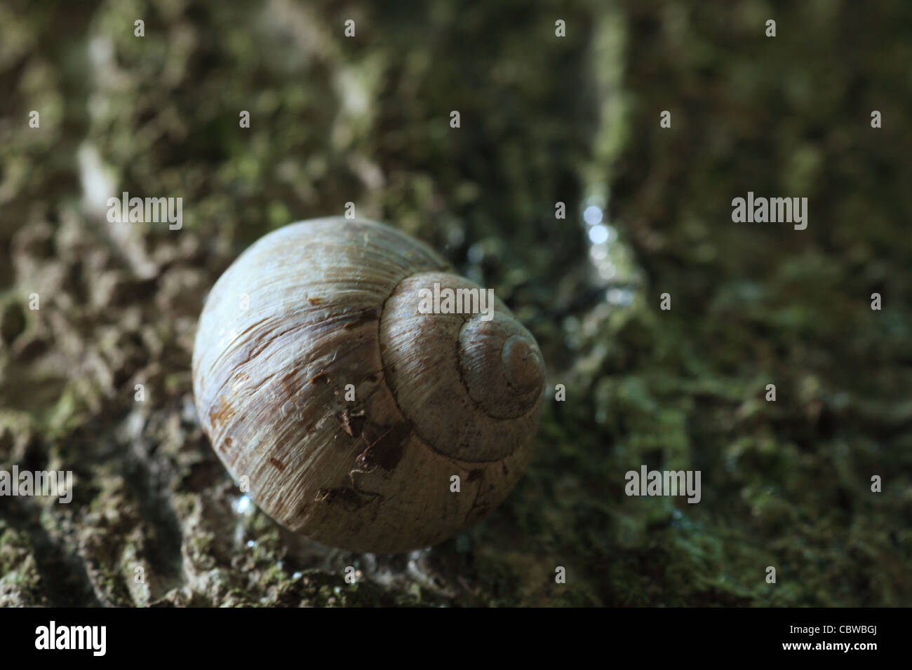 snail on tree trunk - forest Stock Photo - Alamy