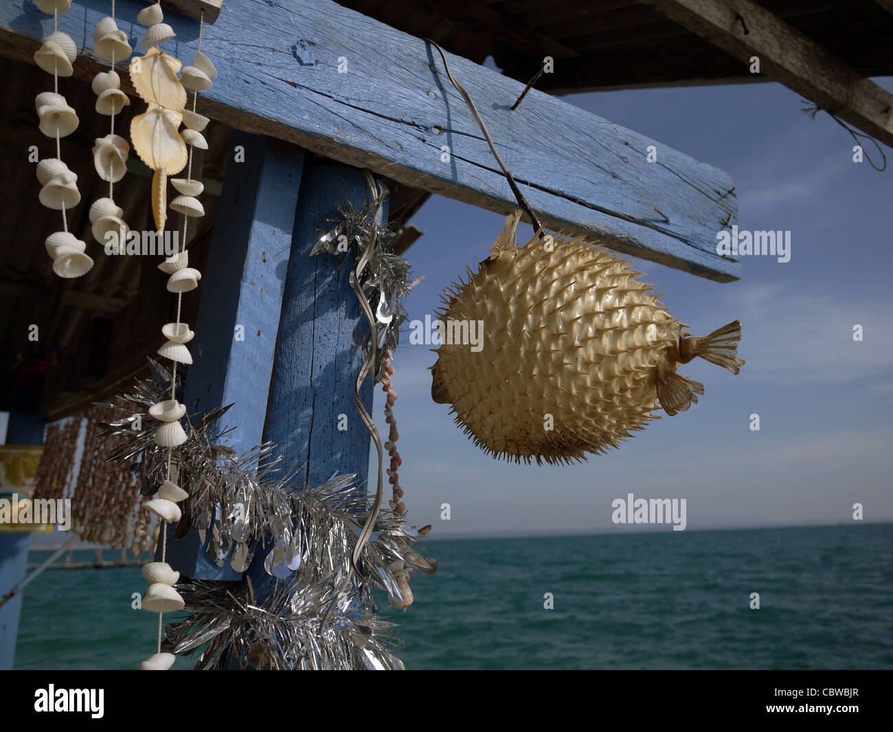 The blowfish hi-res stock photography and images - Alamy