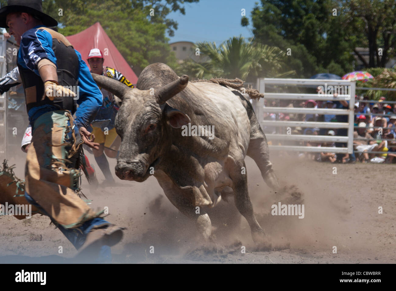 Rodeo action hi-res stock photography and images - Alamy