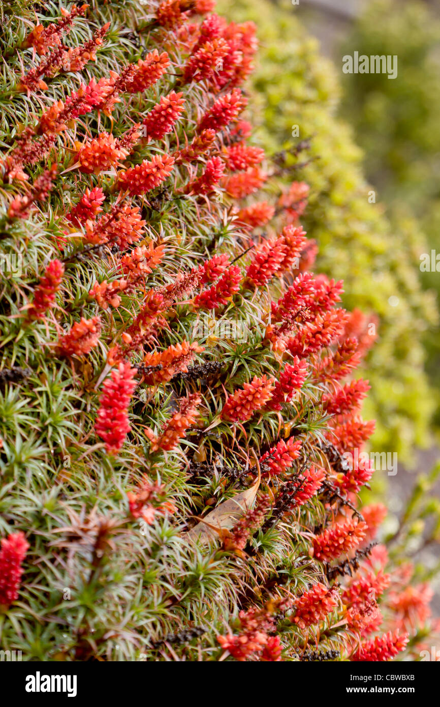 Richea scoparia flowering near Cradle Mountain Tasmania Stock Photo - Alamy