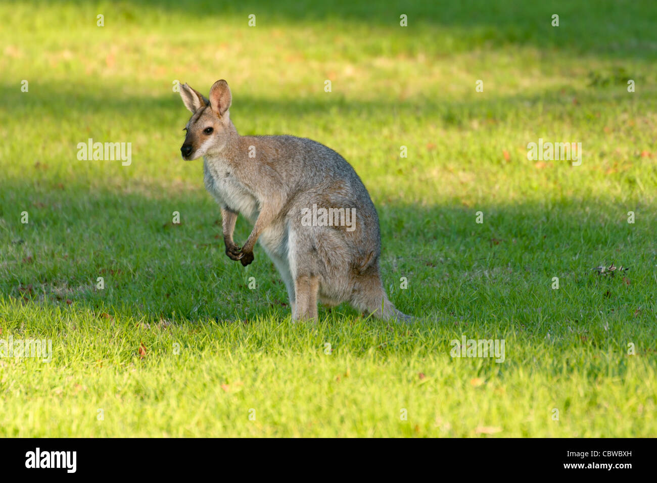 Red necked wallaby grazing in a green field Stock Photo - Alamy