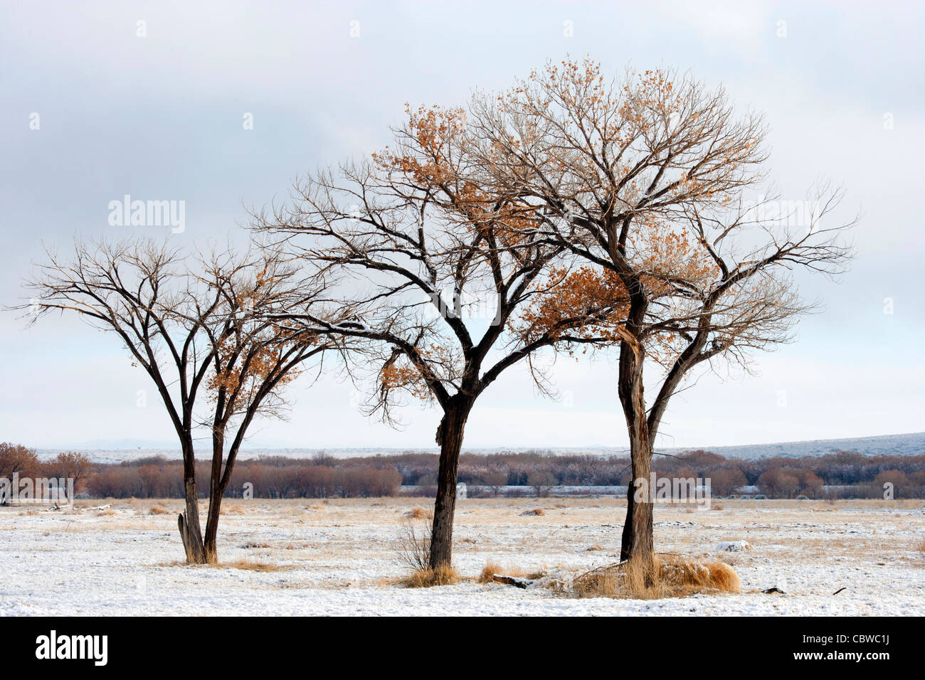 Three Almost Bare Cottonwood Trees Stock Photo - Alamy