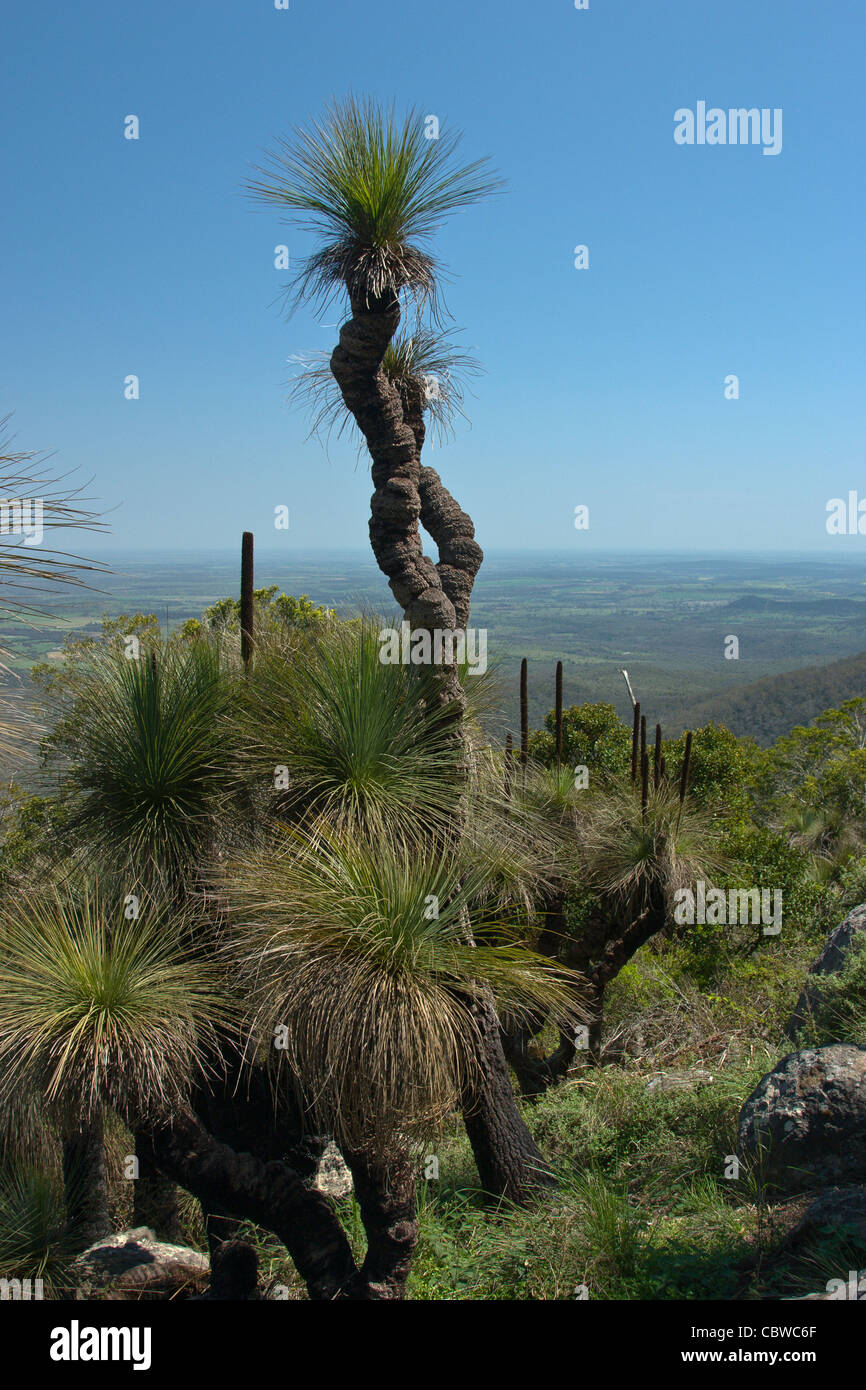 Tall grass trees (Xanthorrhoea) in the Bunya Mountains Stock Photo - Alamy