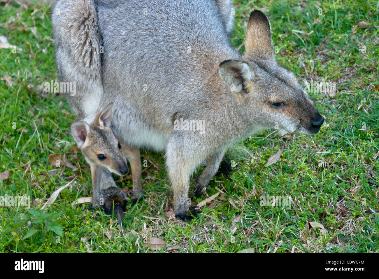 Wallaby in pouch hi-res stock photography and images - Alamy