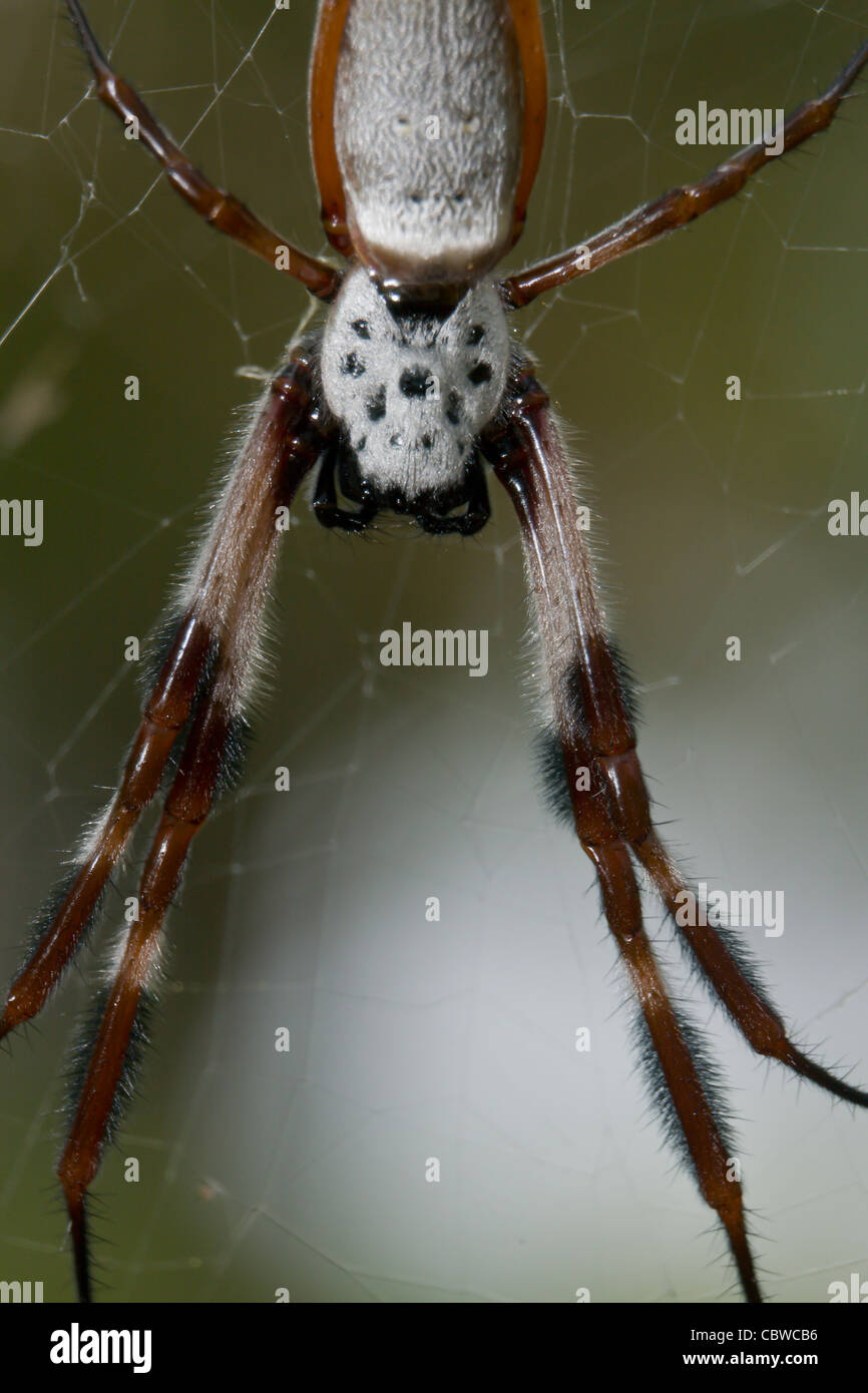 Close up of spider with hair and eye detail Stock Photo - Alamy