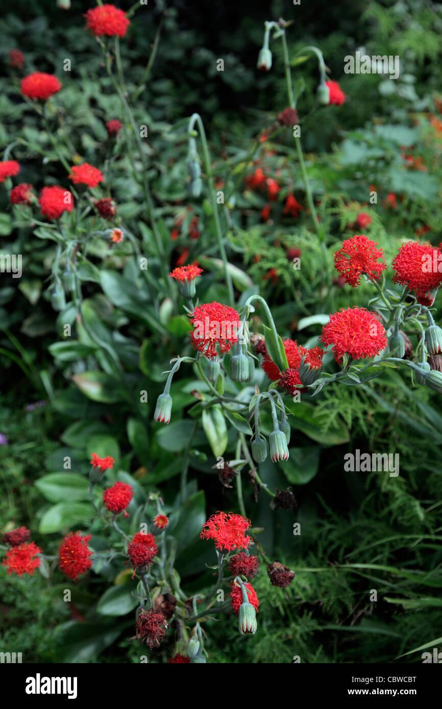 Kleinia abyssinica Stock Photo - Alamy
