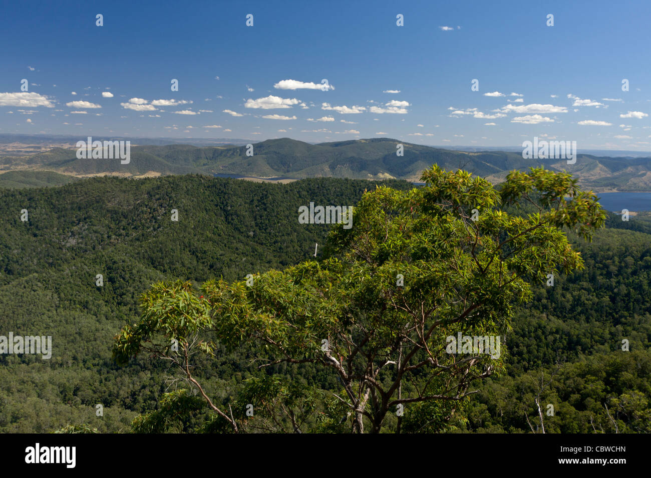 Open eucalypt forest hi-res stock photography and images - Alamy